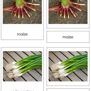 Types of Plant Roots Sorting Cards & Chart - Montessori Botany Activity ...