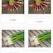 Types of Plant Roots Sorting Cards & Chart - Montessori Botany Activity ...