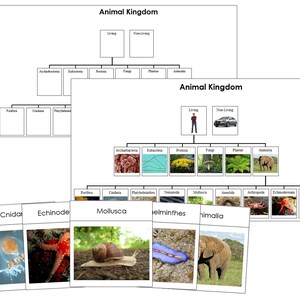 Animal Kingdom Charts & Cards - Montessori Zoology - Printable ...