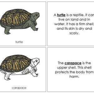 Parts of a Turtle Nomenclature Book - Montessori Zoology - Printable ...