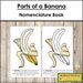 Parts of a Banana Nomenclature Book - Montessori Botany (digital ...
