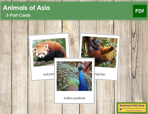 Animals of Asia Montessori Continent Cards Geography | Etsy
