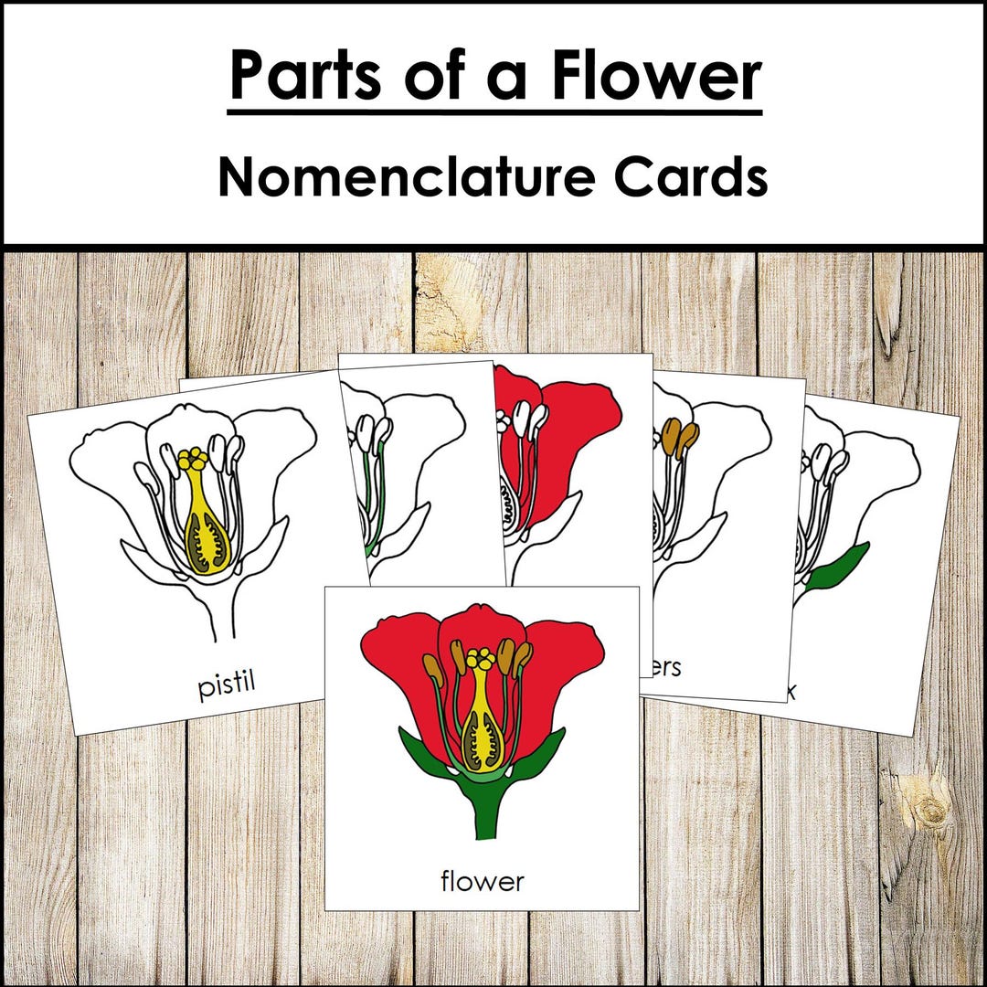 Parts of a Flower Nomenclature 3-part Cards & Blackline Master ...