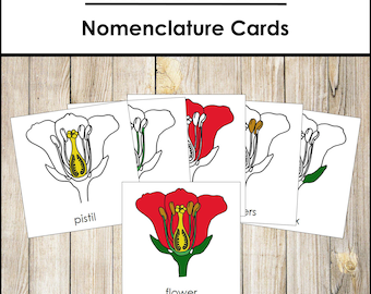 Parts of a Leaf Nomenclature 3-part Cards & Blackline Master ...