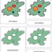 Parts of an Amoeba Nomenclature 3-part Cards & Blackline Master ...