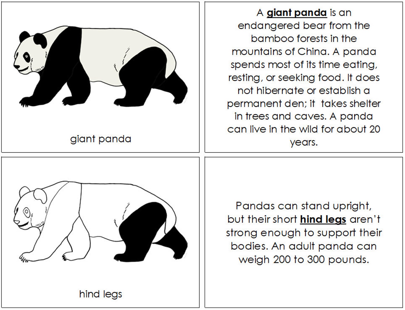 Parts of a Giant Panda Nomenclature Book Montessori Zoology - Etsy Canada