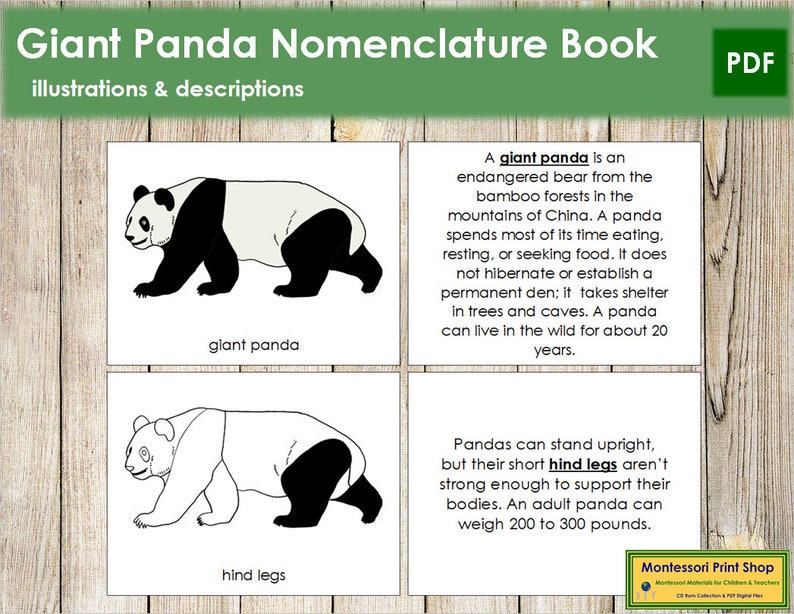 Parts of a Giant Panda Nomenclature Book Montessori Zoology | Etsy Canada