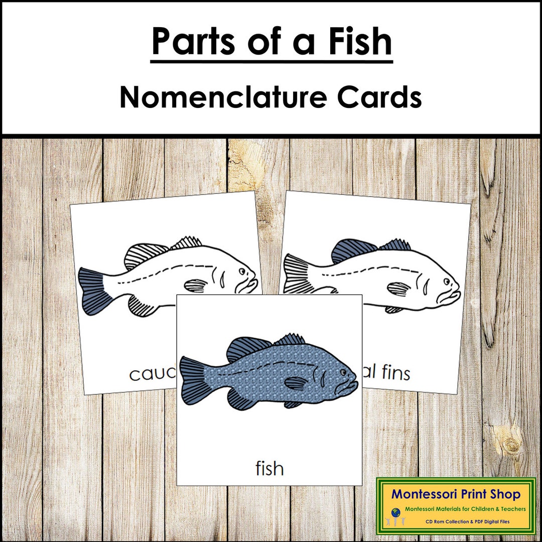 Parts of a Fish Nomenclature 3-part Cards - Montessori Zoology ...