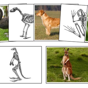 Animals and Their Skeletons Matching Cards - Montessori Zoology ...