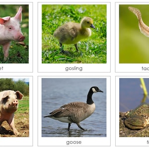 Young & Adult Animal Matching Cards - Printable Toddler Montessori ...