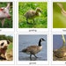Young & Adult Animal Matching Cards - Printable Toddler Montessori ...
