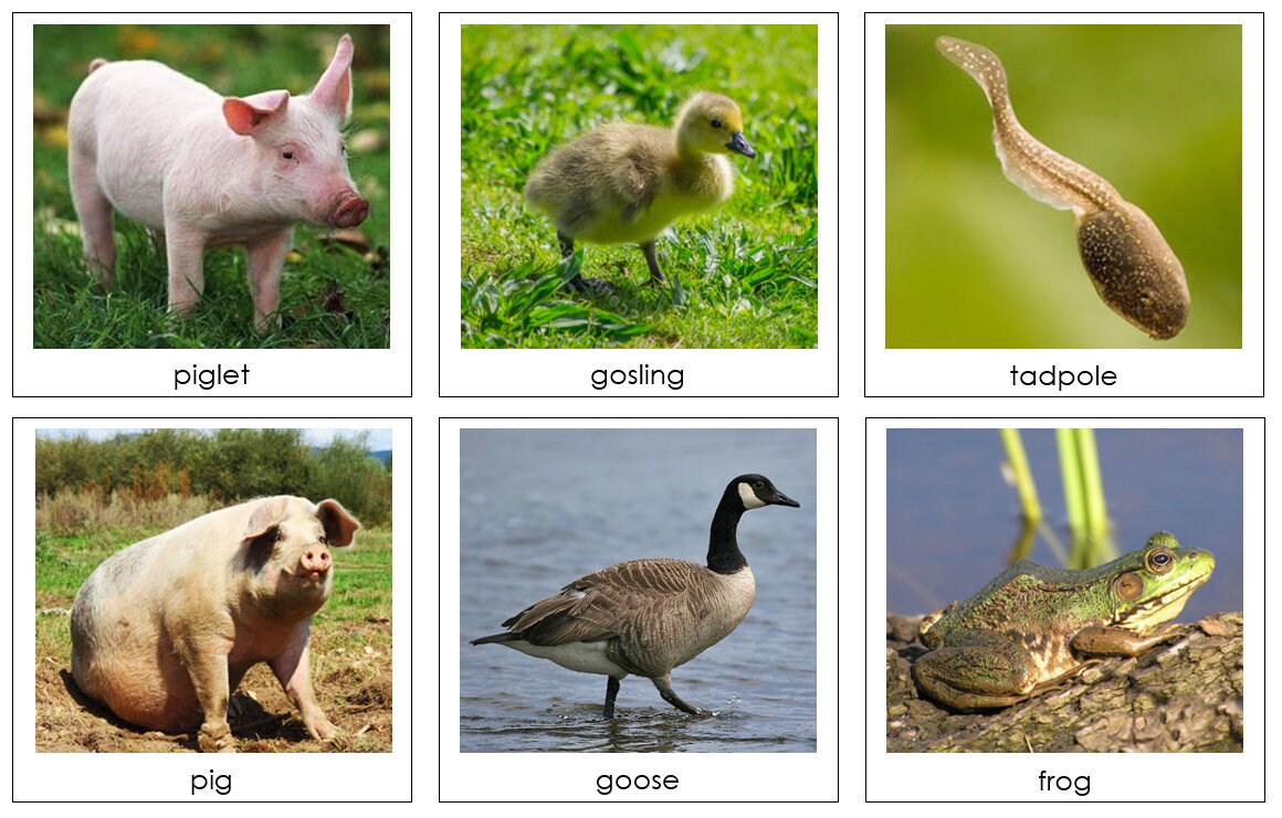 Young & Adult Animal Matching Cards Printable Toddler Montessori ...