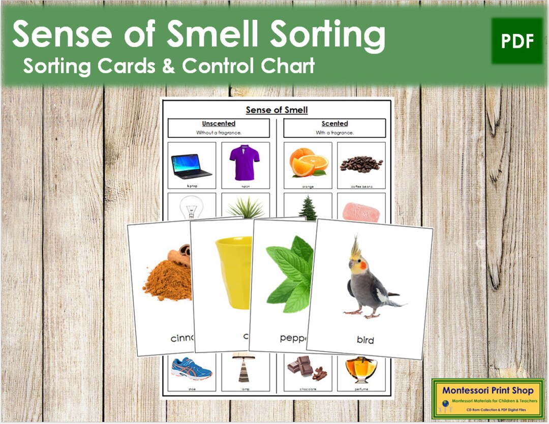 Sense of Smell Sorting Cards & Control Chart Science - Etsy