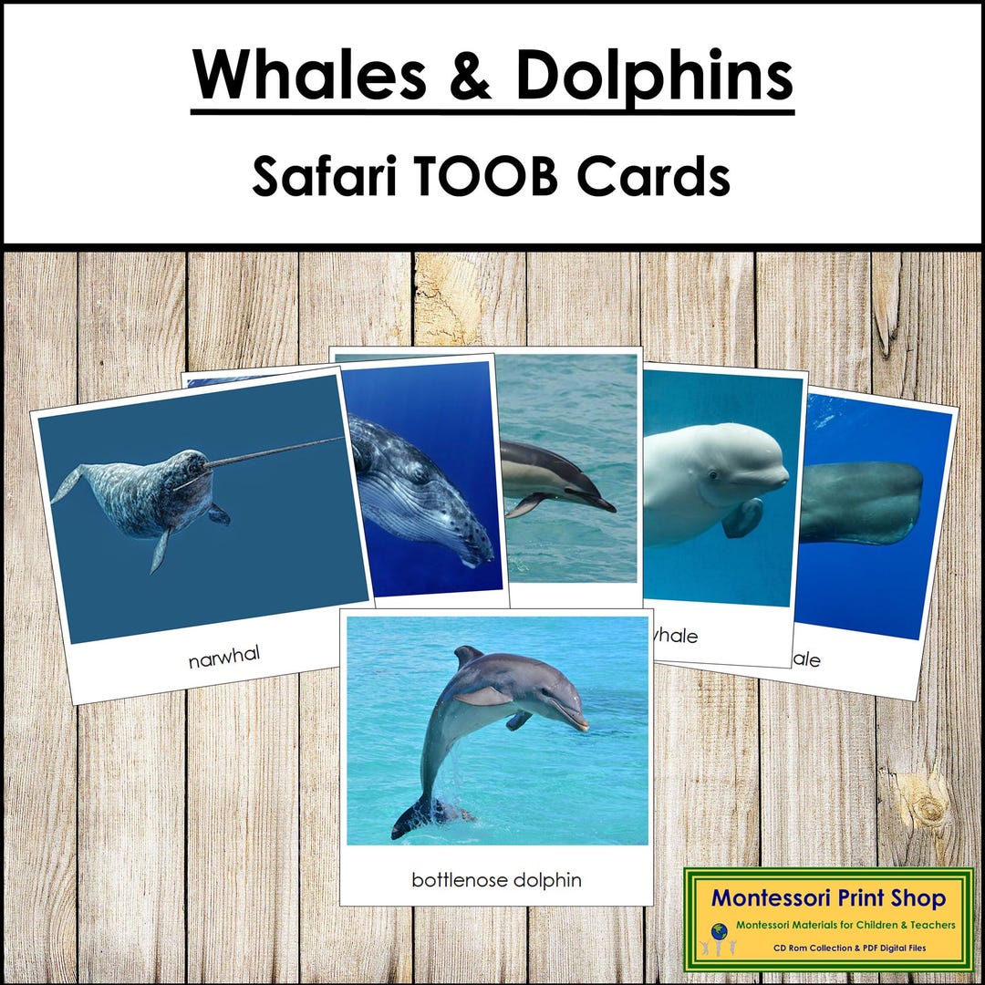 Whales & Dolphins Safari TOOB Cards - Montessori 3-part Cards (digital ...