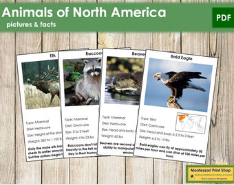 Animals of North America Facts & Picture Cards blackline | Etsy