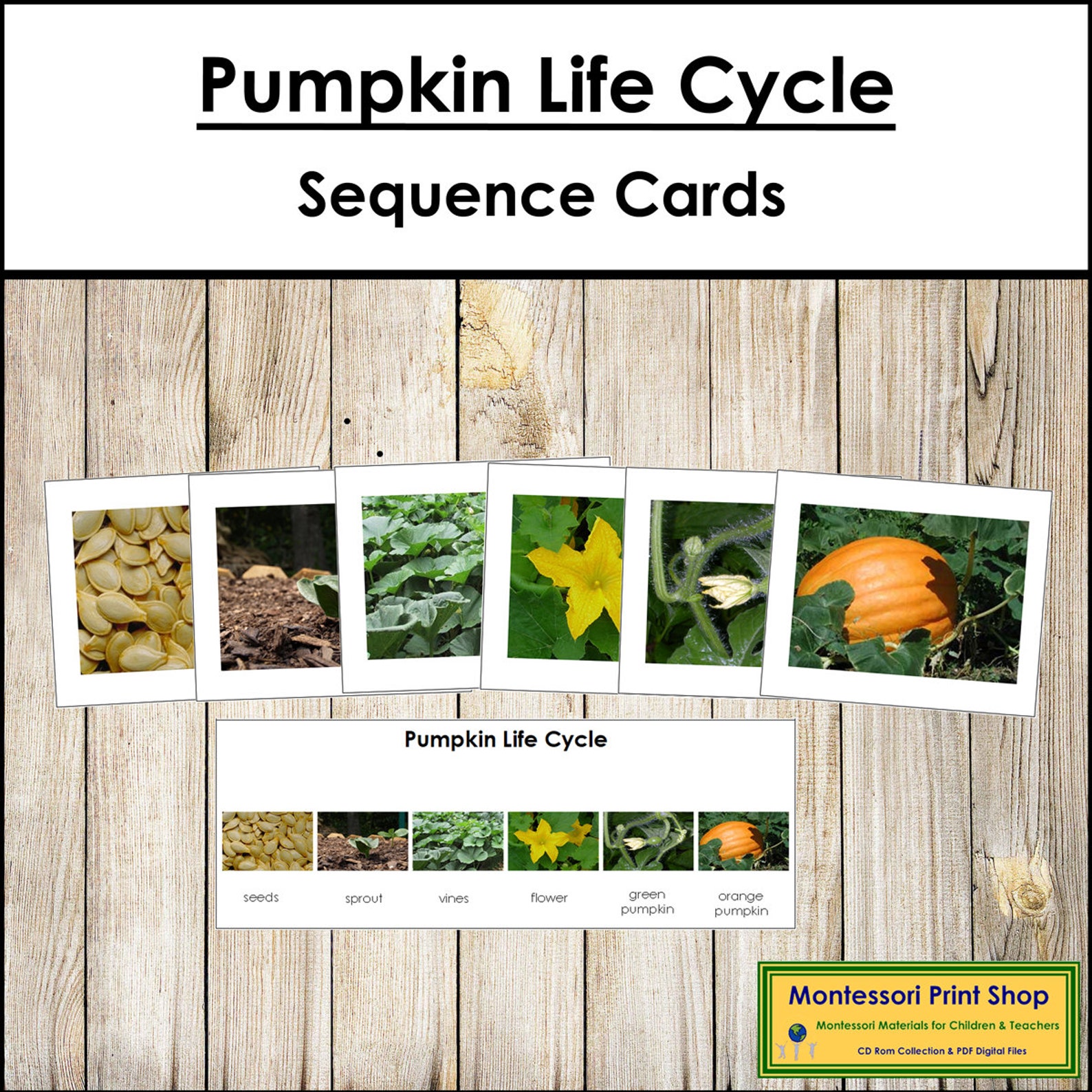 Pumpkin Life Cycle Sequence Cards - Montessori Nomenclature (digital ...