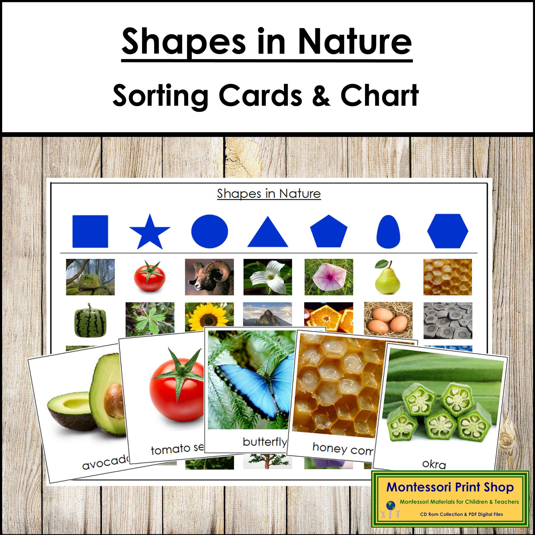 Shapes in Nature Sorting Cards & Chart - Montessori Geometry (digital ...