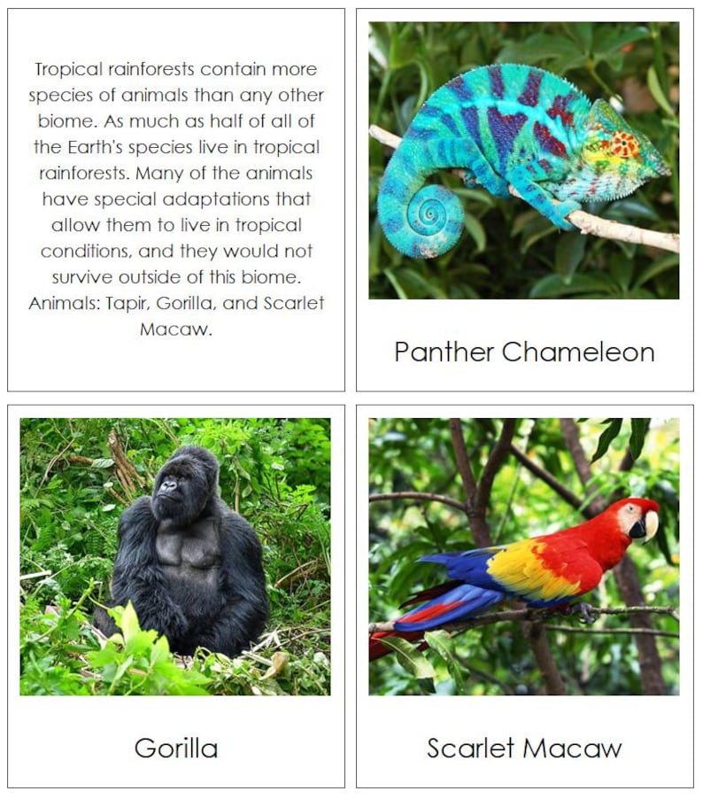 Biomes of the World Sorting Cards, Chart and Information - Montessori ...