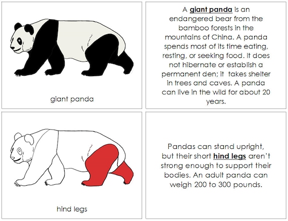Red Panda Body Parts