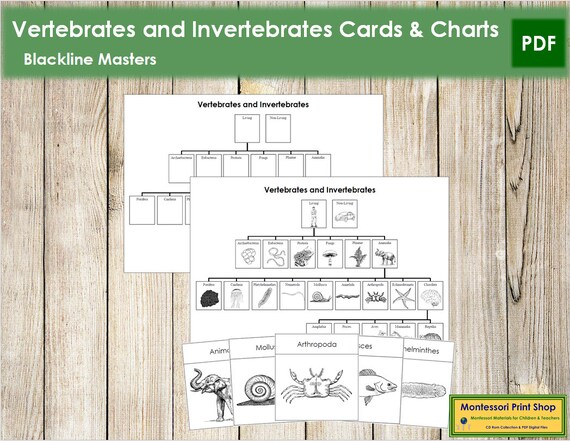 Vertebrates and Invertebrates Charts & Cards blackline - Etsy