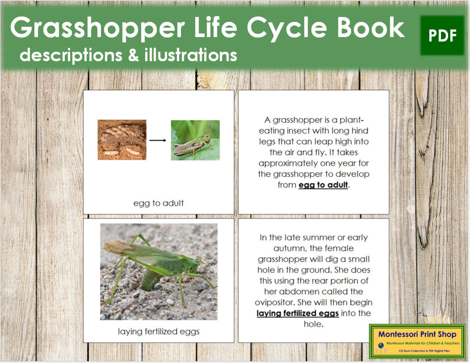 The Grasshopper Life Cycle Book Montessori Nomenclature - Etsy