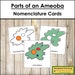 Parts of an Amoeba Nomenclature 3-part Cards Science Printable ...
