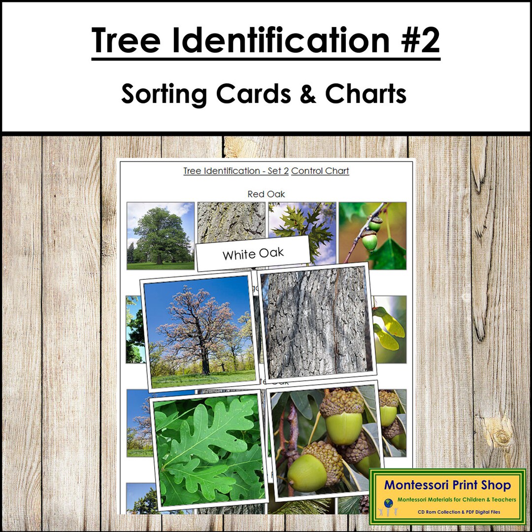 Tree Identification Sorting Cards & Control Chart (set 2) - Montessori ...