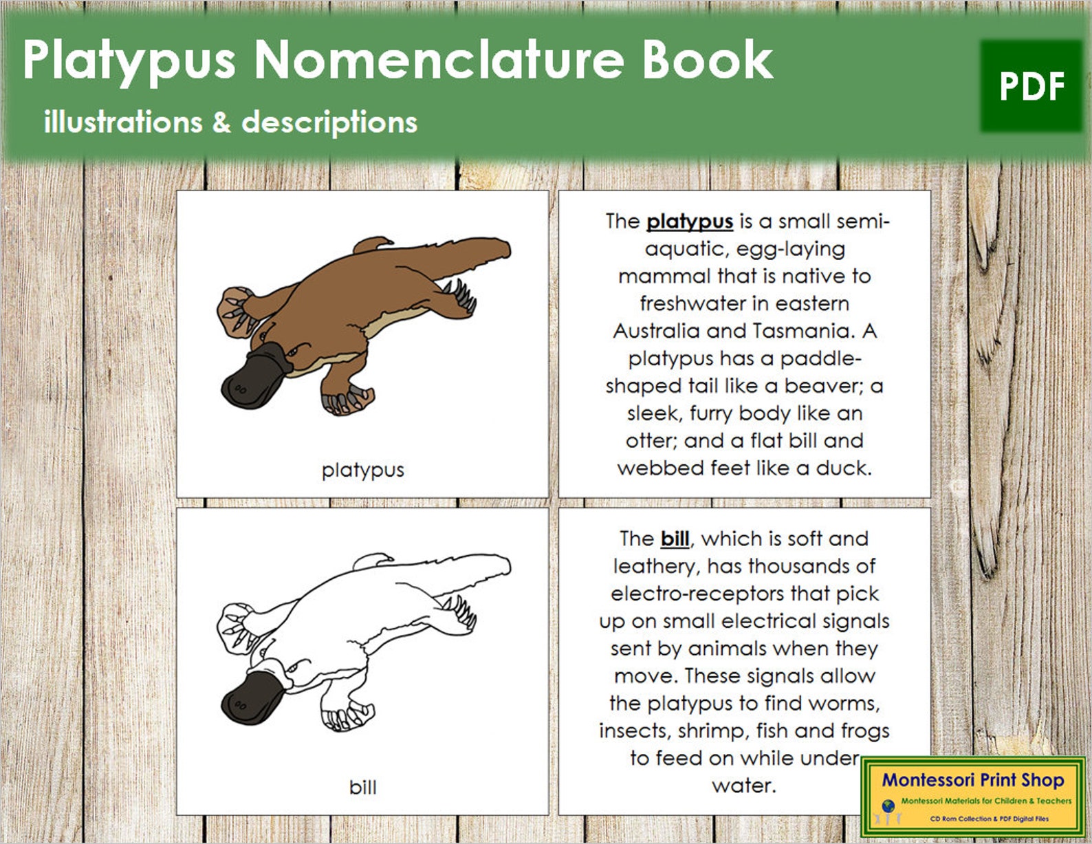 Parts of a Platypus Nomenclature Book Montessori Zoology | Etsy