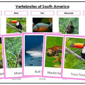 Vertebrates of the Continents Sorting (color-coded) - Montessori ...