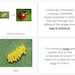 The Ladybug Life Cycle Book - Montessori Nomenclature - Printable ...