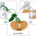 Parts of a Pumpkin Nomenclature 3-part Cards Montessori Botany ...