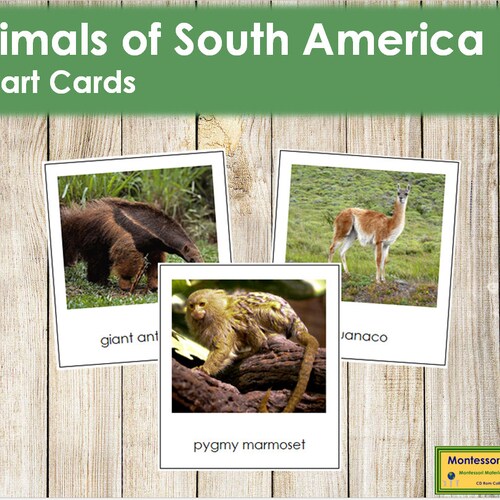 Animals of Asia color-coded Montessori Continent Cards - Etsy