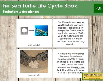 The Dragonfly Life Cycle Book Montessori Nomenclature | Etsy