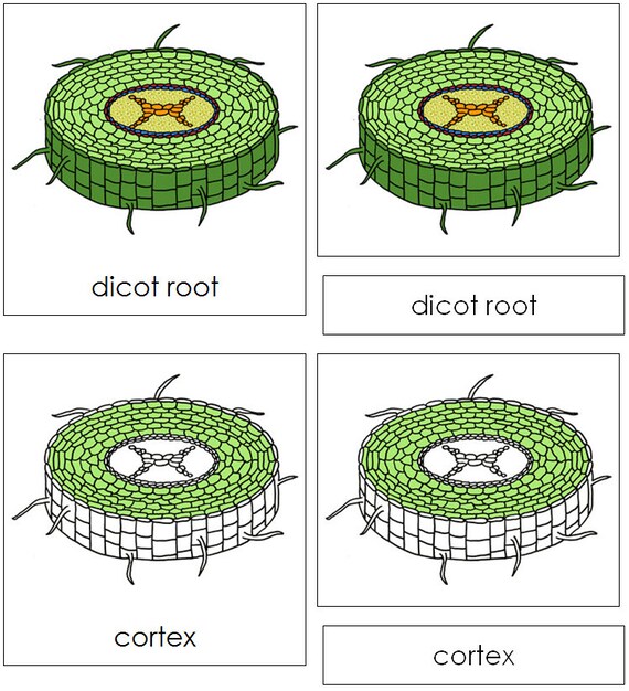 Dicot Root Model Labeled