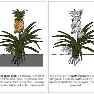 Parts of a Pineapple Plant Nomenclature Book - Montessori Botany ...