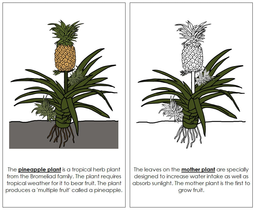 Pineapple Flower Diagram