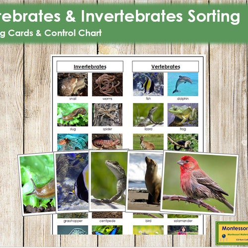 Invertebrates And Vertebrates Chart