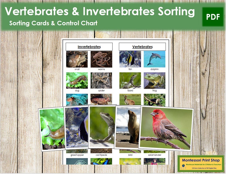Vertebrates and Invertebrates Sorting Cards & Control Chart | Etsy