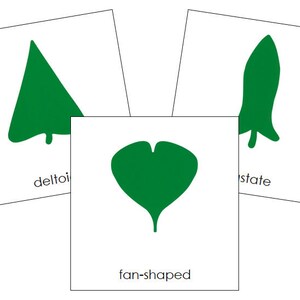 Montessori Botany Cabinet Nomenclature 3-part Cards - Leaf Shapes ...