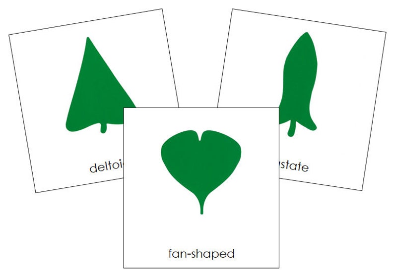 Montessori Botany Cabinet Nomenclature 3-part Cards - Leaf Shapes ...