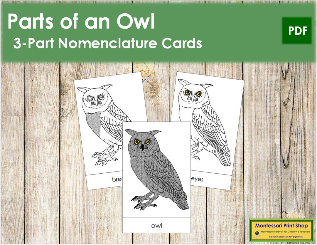 Parts of an Owl Nomenclature 3-part Cards Montessori Zoology - Etsy