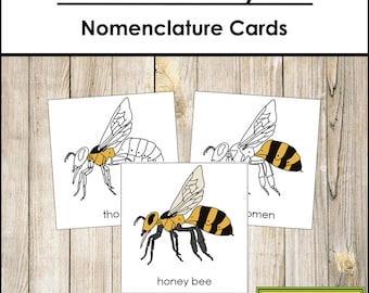 Parts of A Lizard Nomenclature 3-part Cards Montessori Zoology ...