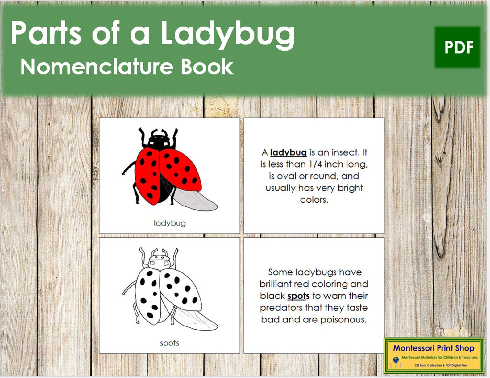 Parts of a Ladybug Nomenclature Book Montessori Zoology - Etsy