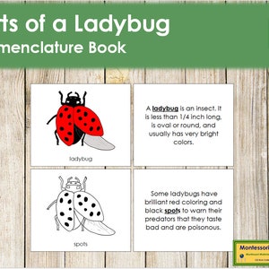 Parts of a Ladybug Nomenclature Book Montessori Zoology - Etsy Canada