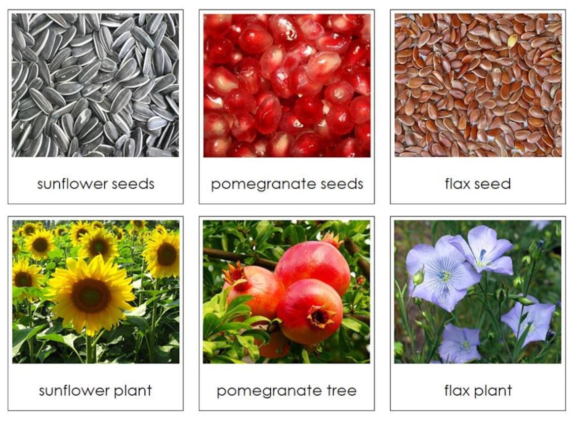 Seed and Plant Matching Cards - Montessori Botany Activity (digital ...