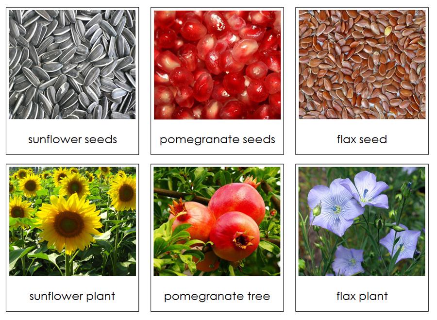 Seed and Plant Matching Cards - Montessori Botany Activity (digital ...