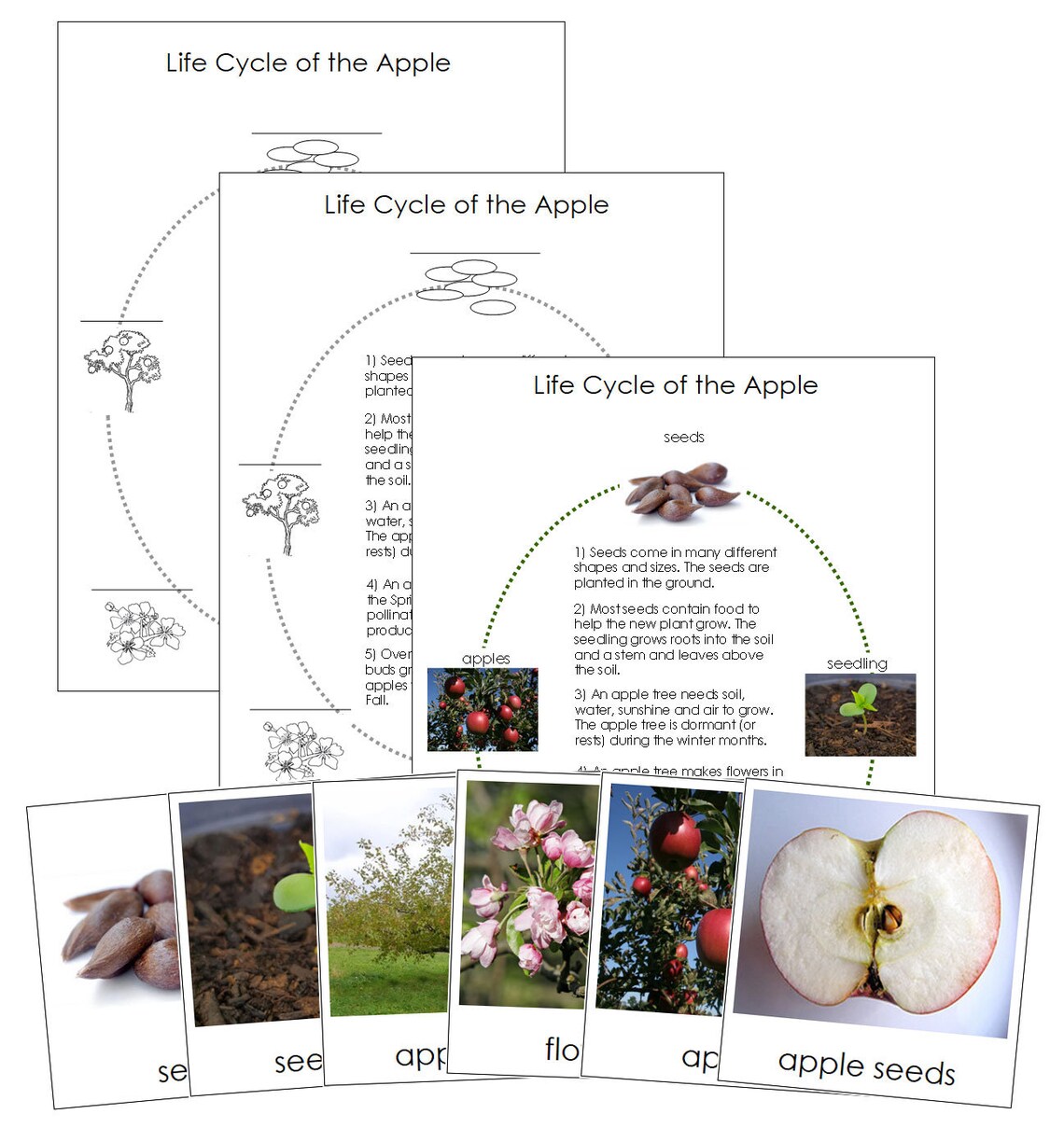 The Apple Life Cycle 3-part Cards & Charts Montessori | Etsy Canada
