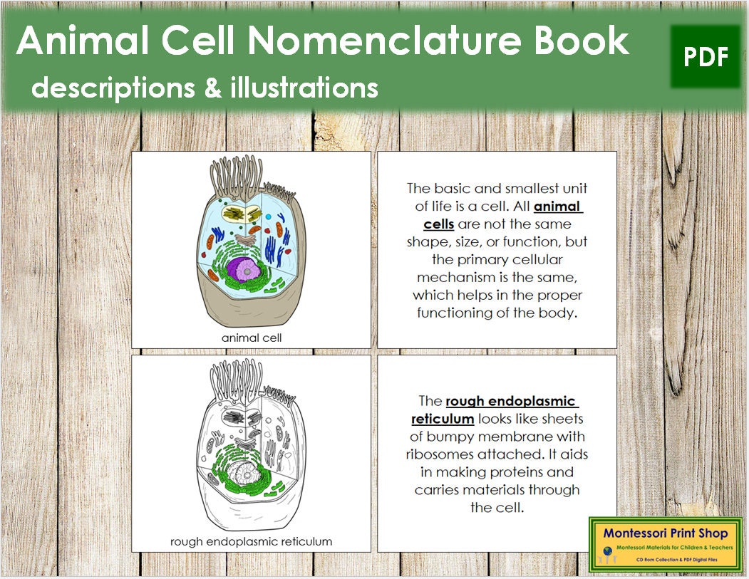 Parts of an Animal Cell Nomenclature Book Science - Etsy Australia