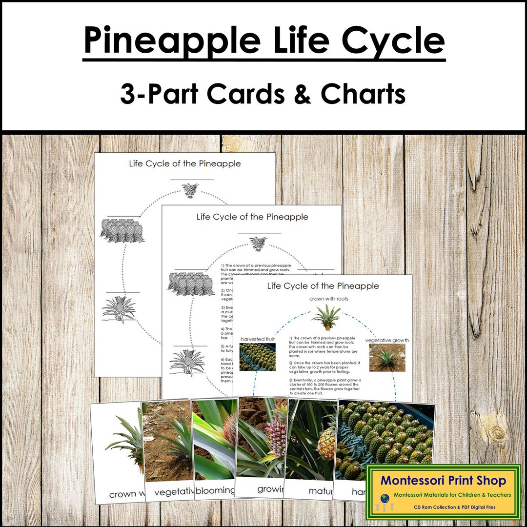 The Pineapple Life Cycle Nomenclature 3-part Cards & Charts ...