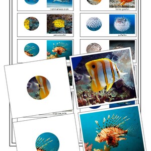 Fish Part to Whole Matching Cards & Control Chart - Zoology - Printable ...